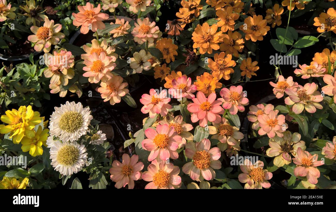 Scenic view of fresh colorful flowers and plants for multipurpose use ...