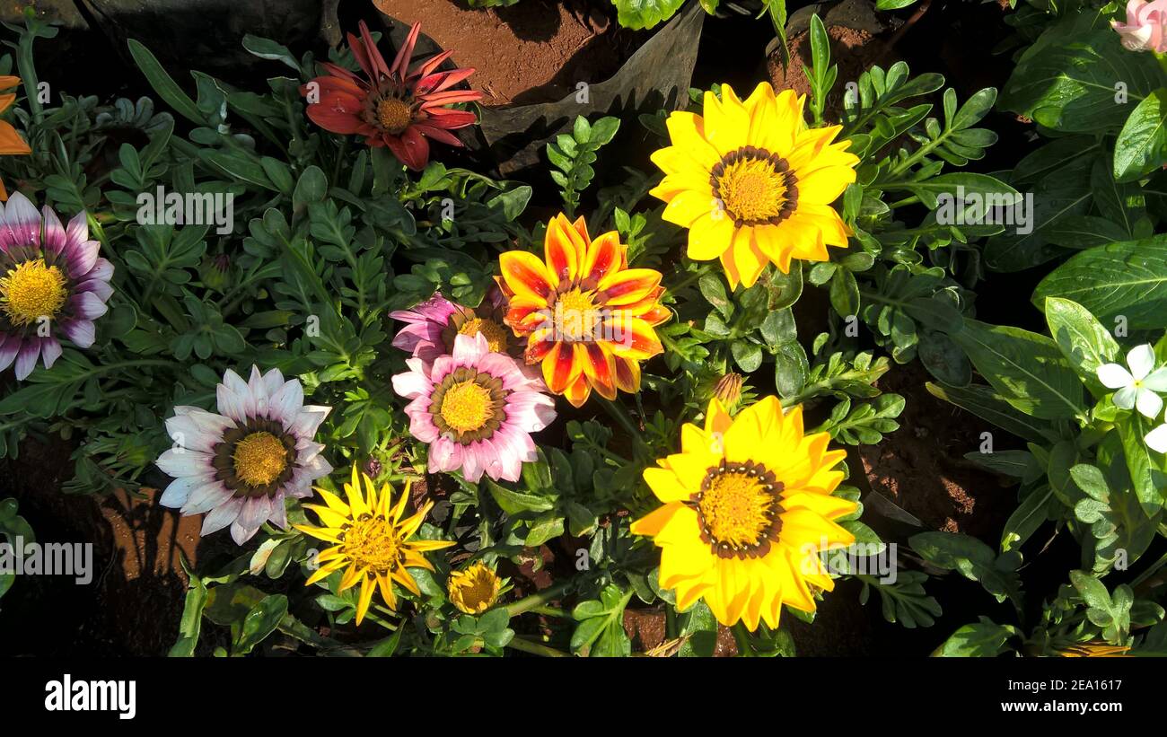Scenic view of fresh colorful flowers and plants for multipurpose use ...