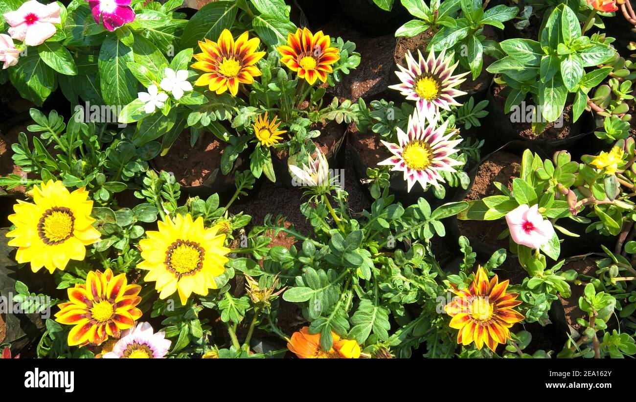 Scenic view of fresh colorful flowers and plants for multipurpose use ...