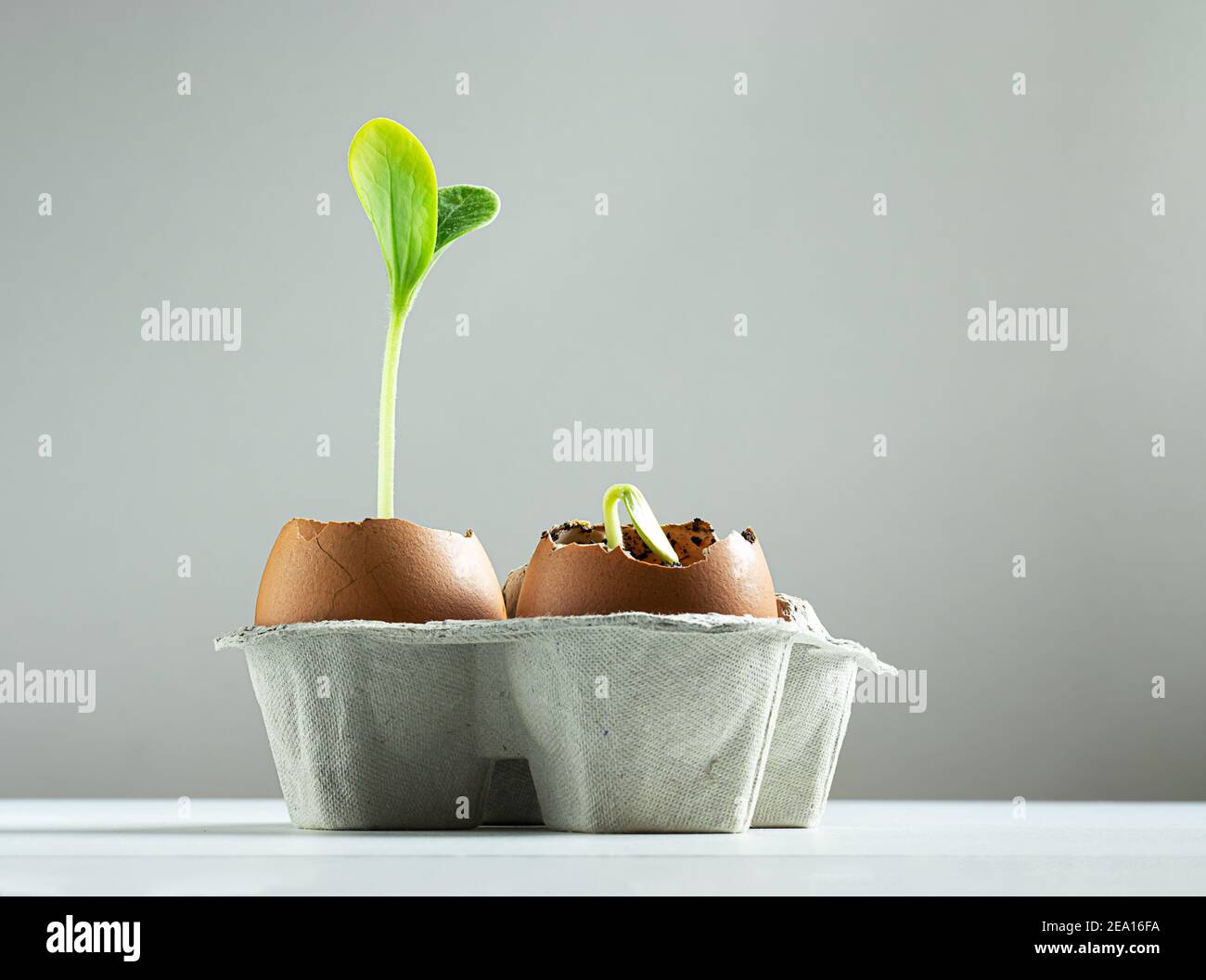Seed germination of zucchini in egg shells on the light background, the ...