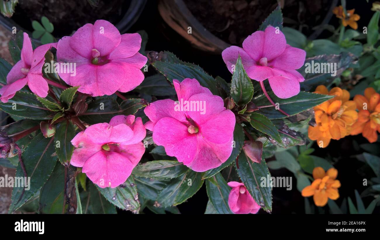 Scenic view of fresh colorful flowers and plants for multipurpose use ...