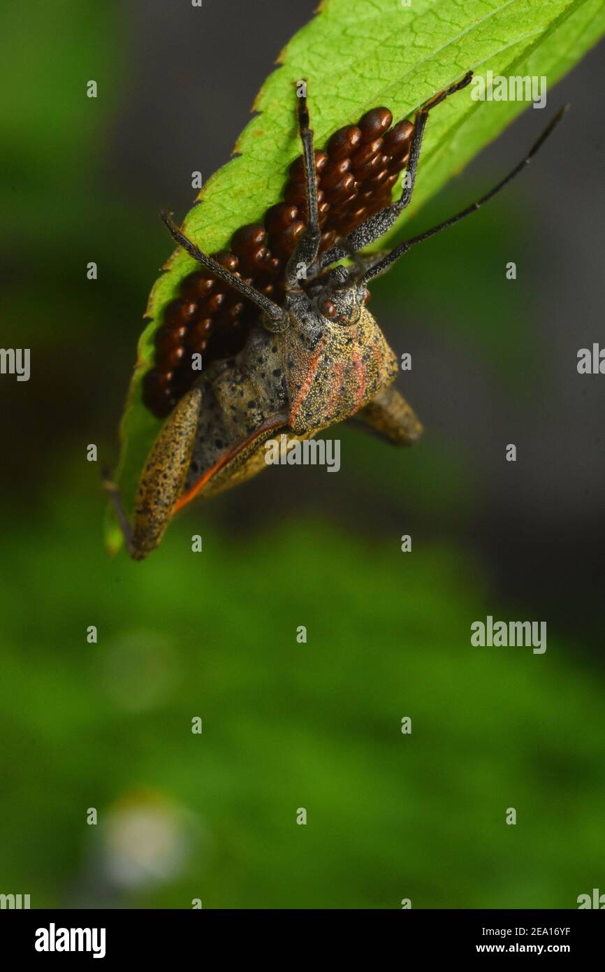 Potato Bug High Resolution Stock Photography and Images - Alamy