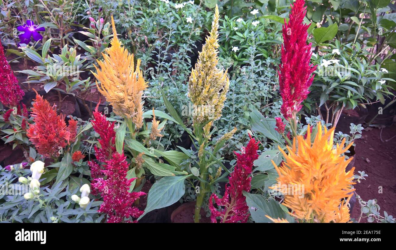Scenic view of fresh colorful flowers and plants for multipurpose use ...