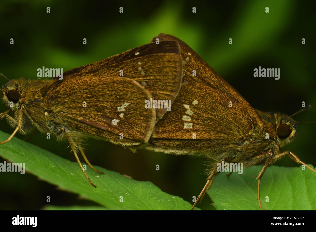 Brown skippers mating Stock Photo - Alamy