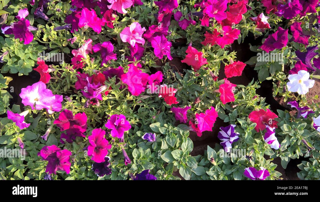 Scenic view of fresh colorful flowers and plants for multipurpose use ...