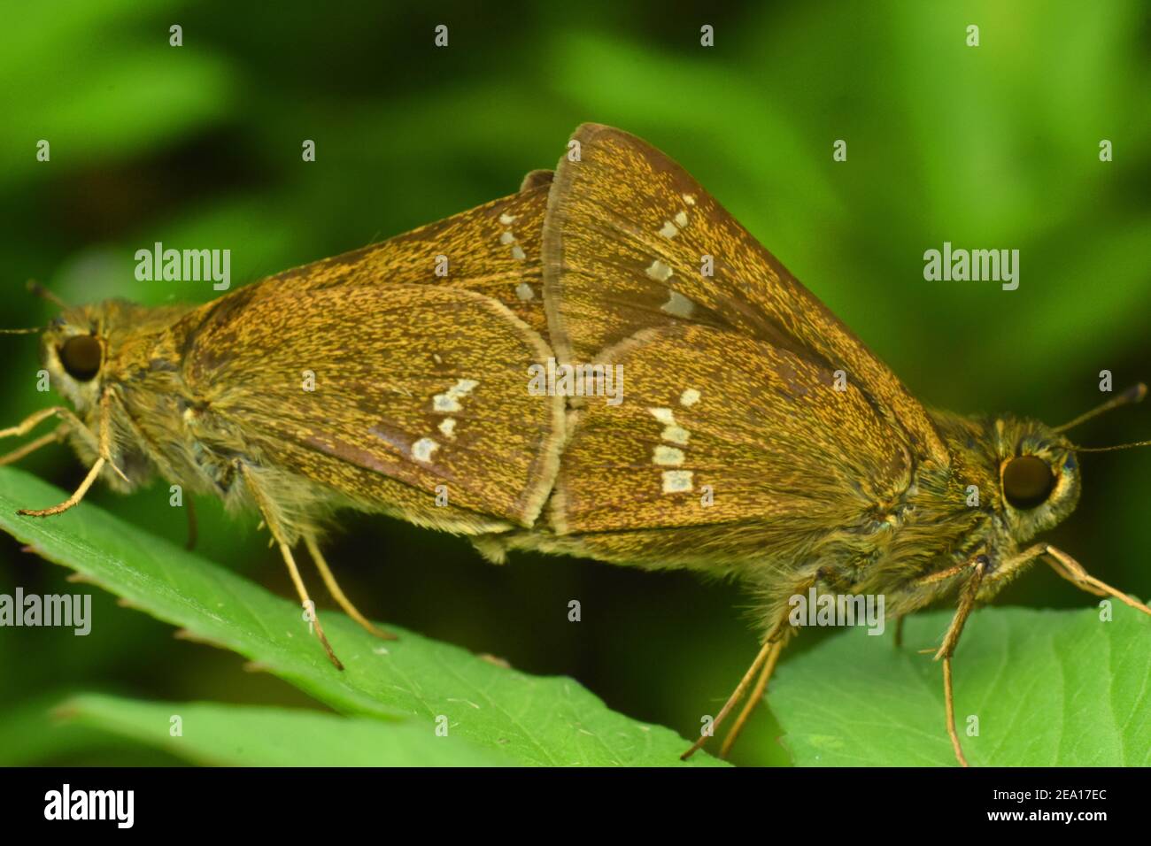 Brown skippers mating Stock Photo - Alamy