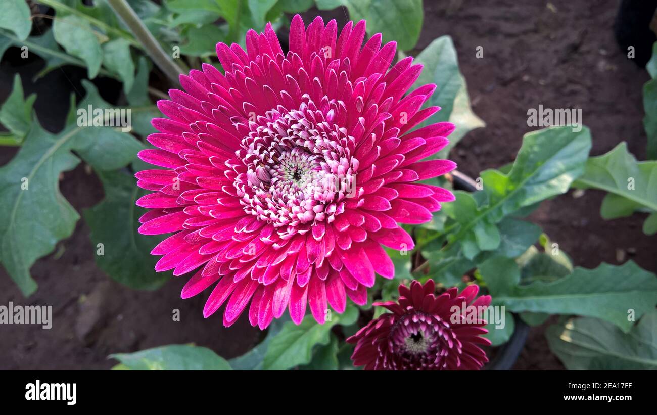 Scenic View of Gerbera Daisy flower and plant Stock Photo - Alamy