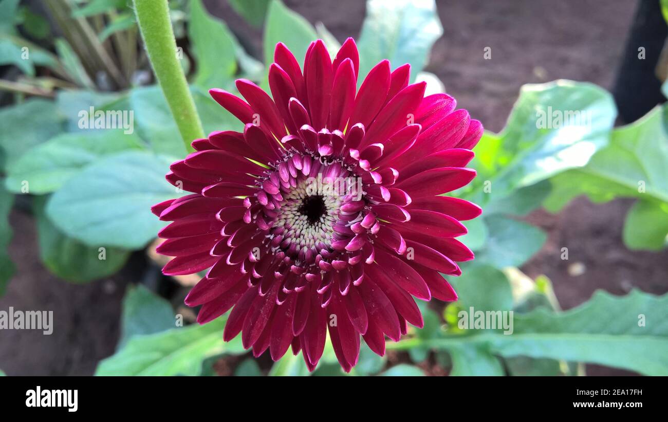 Gerbera daisy plant hi-res stock photography and images - Alamy