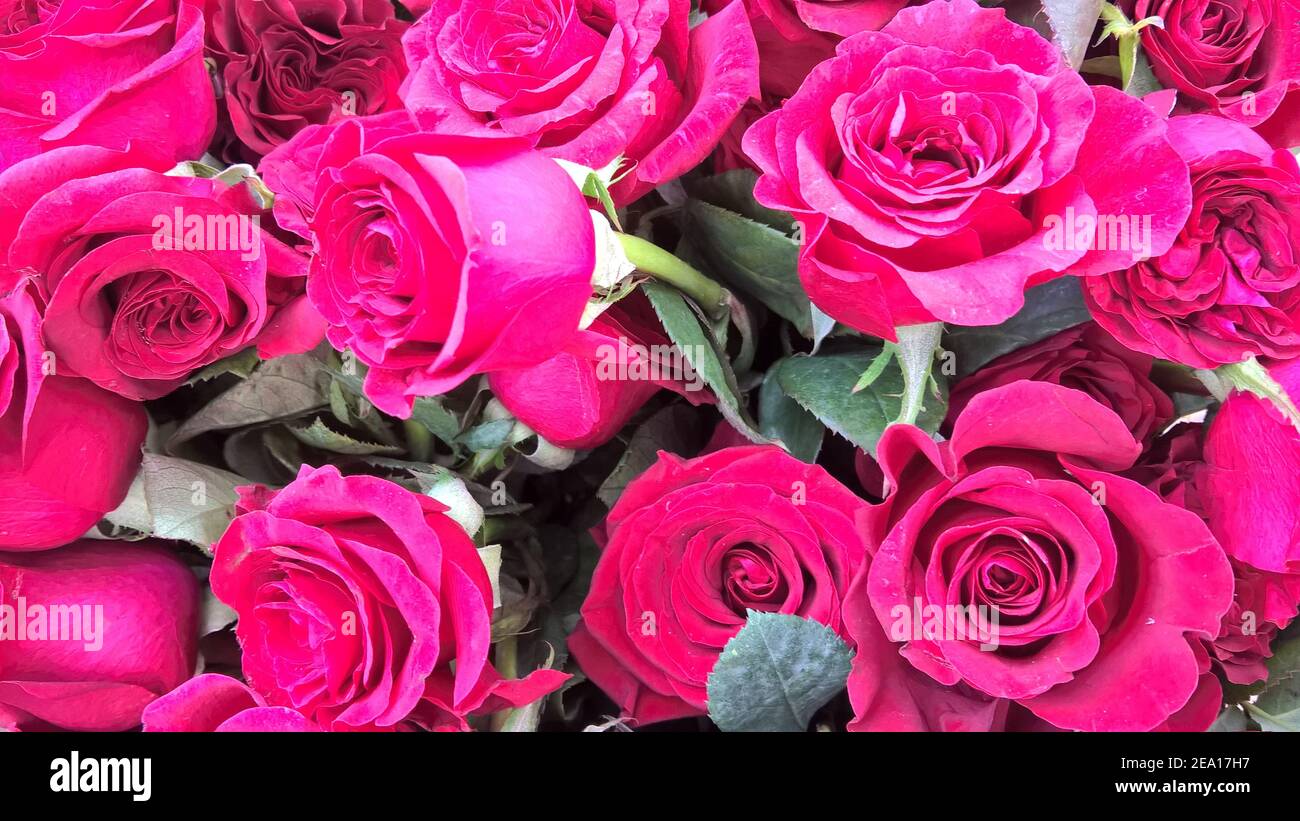 scenic view of bunch of fresh rose flowers for multipurpose use Stock ...
