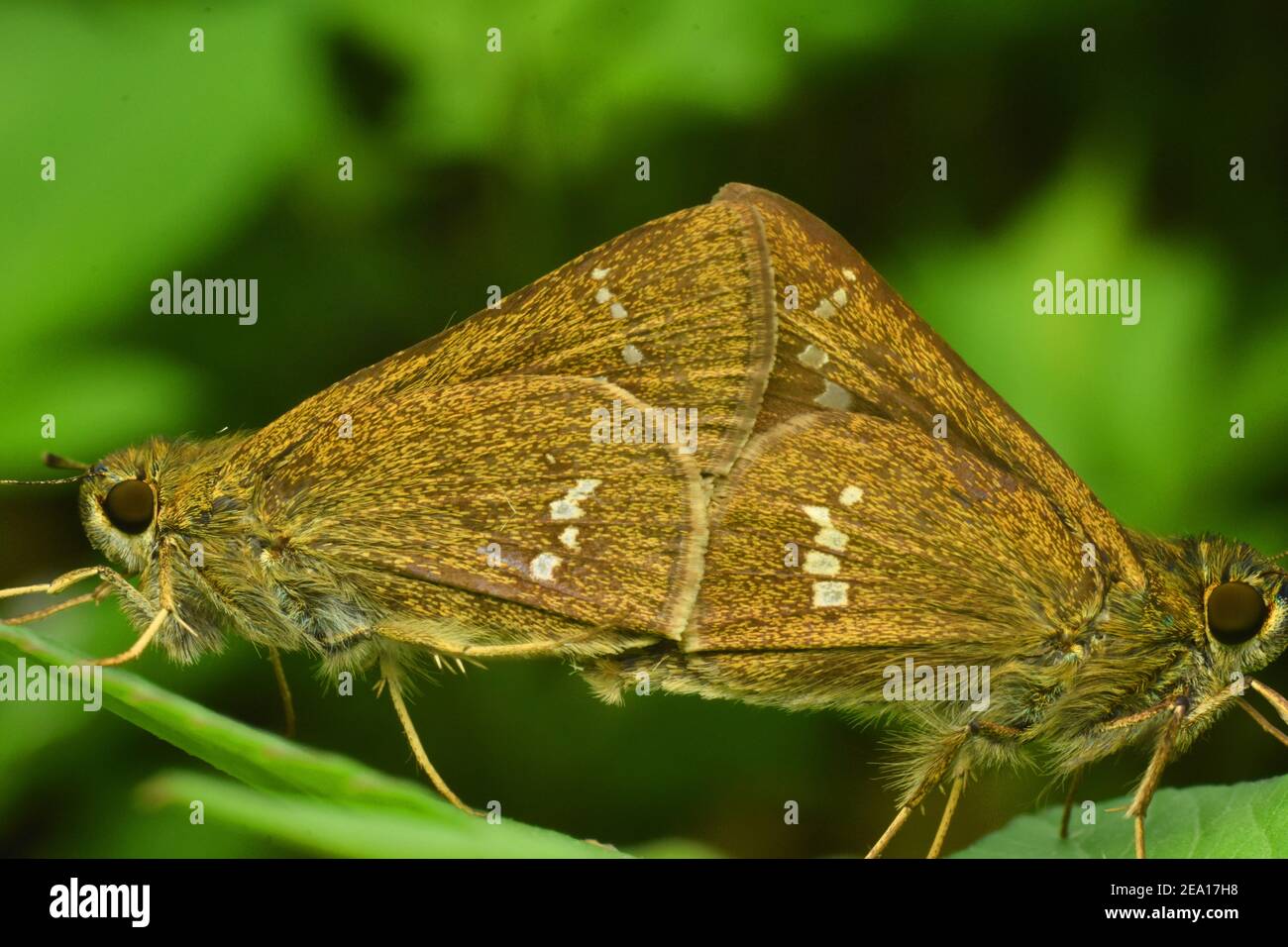 Brown skippers mating Stock Photo - Alamy