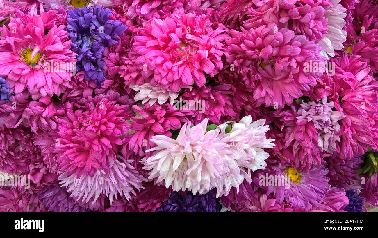 Scenic view of fresh colorful flowers for multipurpose use Stock Photo ...