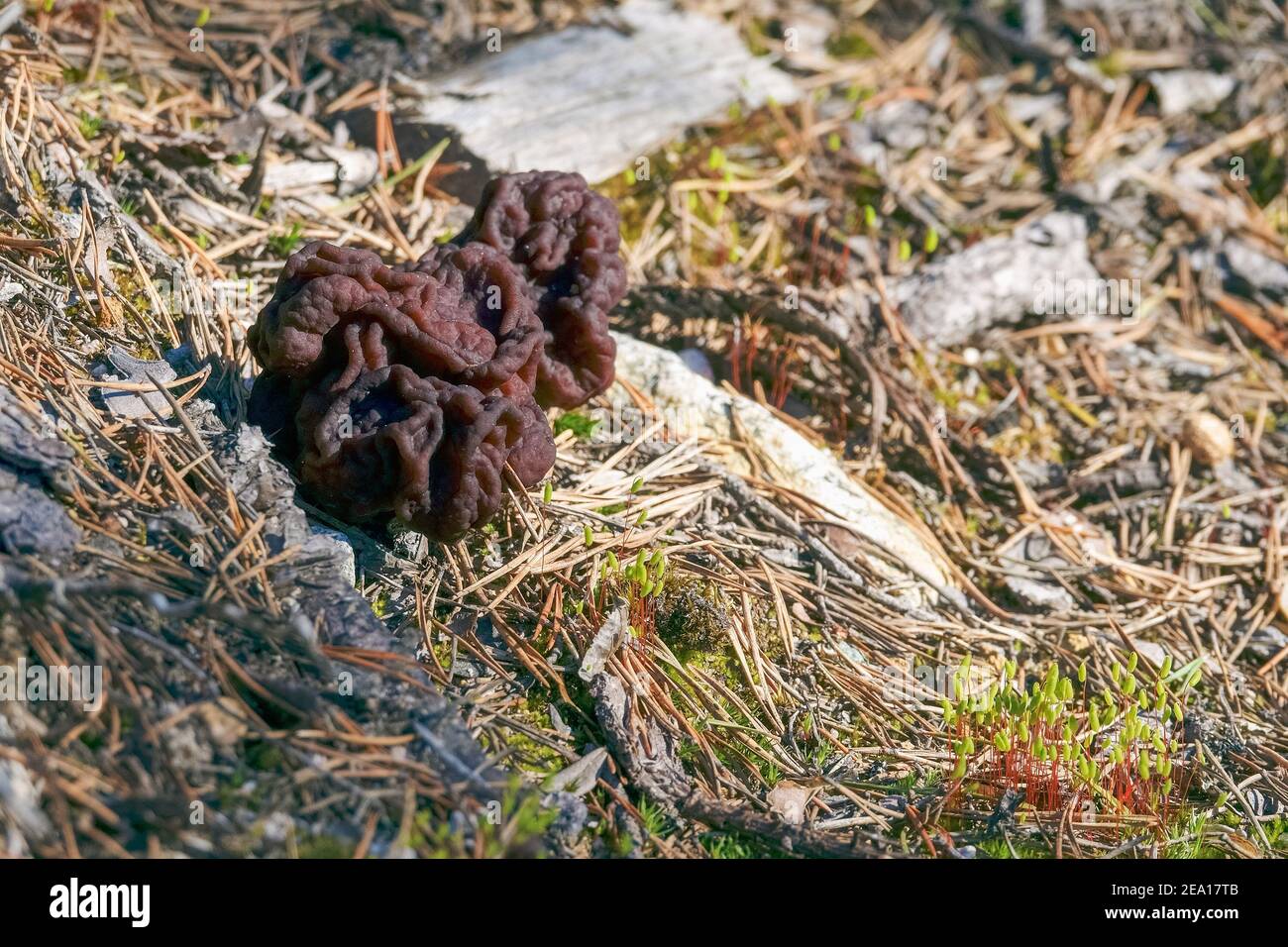 Lorel High Resolution Stock Photography and Images - Alamy