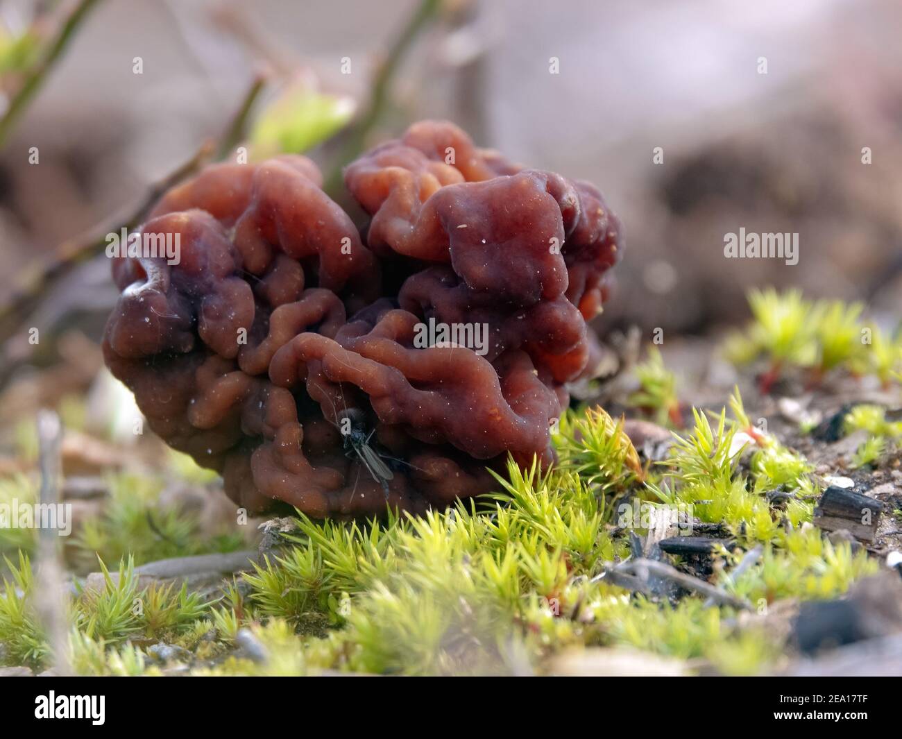 Lorchel hi-res stock photography and images - Alamy