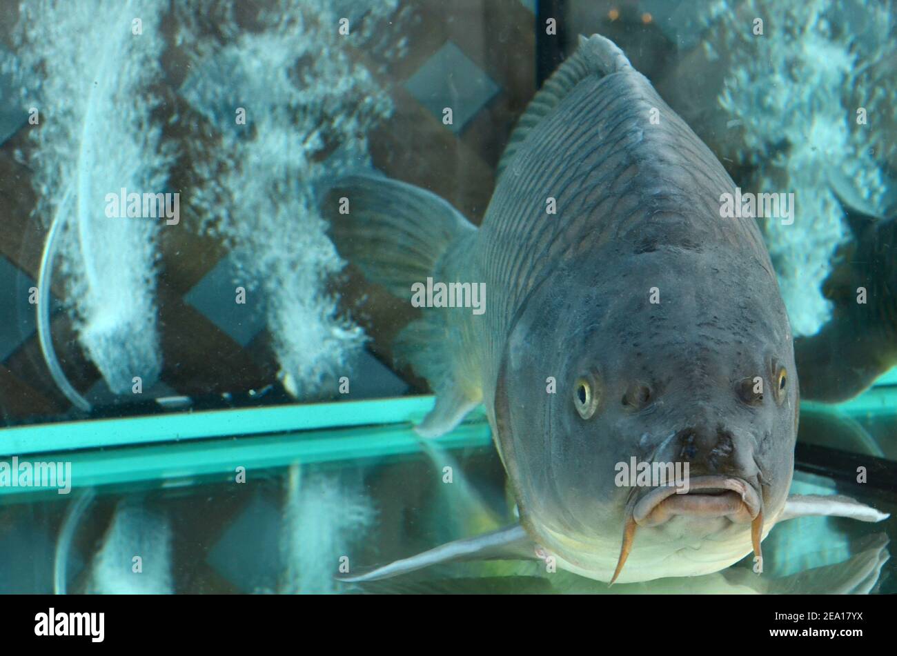 Big fish swims in an aquarium in a store or restaurant for cooking or ...