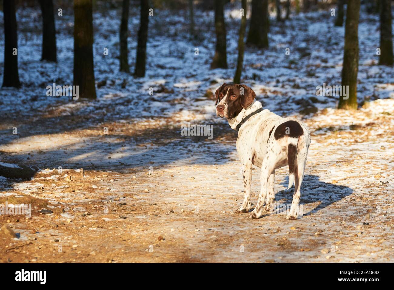 Pointing dog hi-res stock photography and images - Alamy