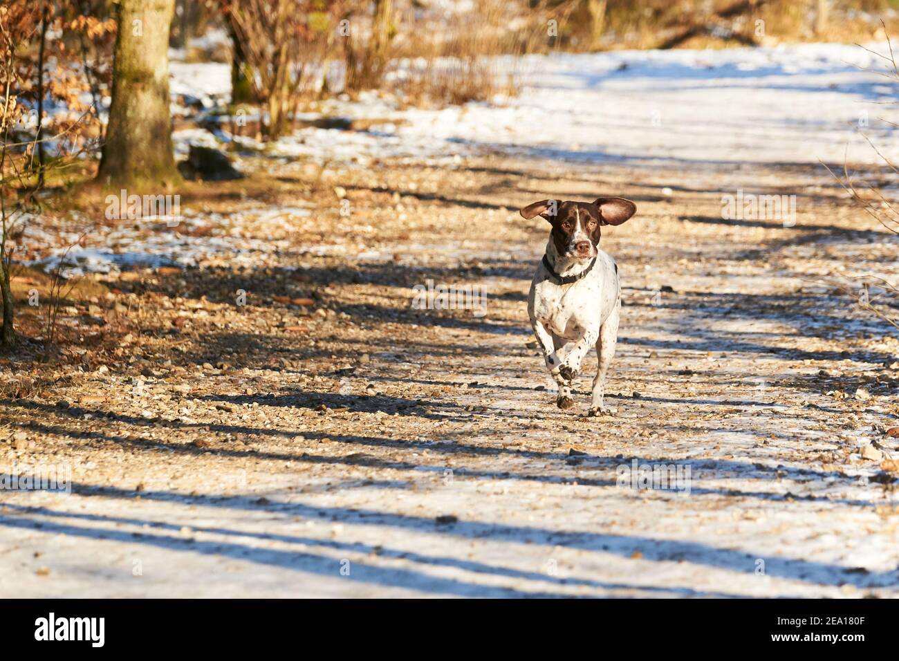 Old danish pointer hi-res stock photography and images - Alamy