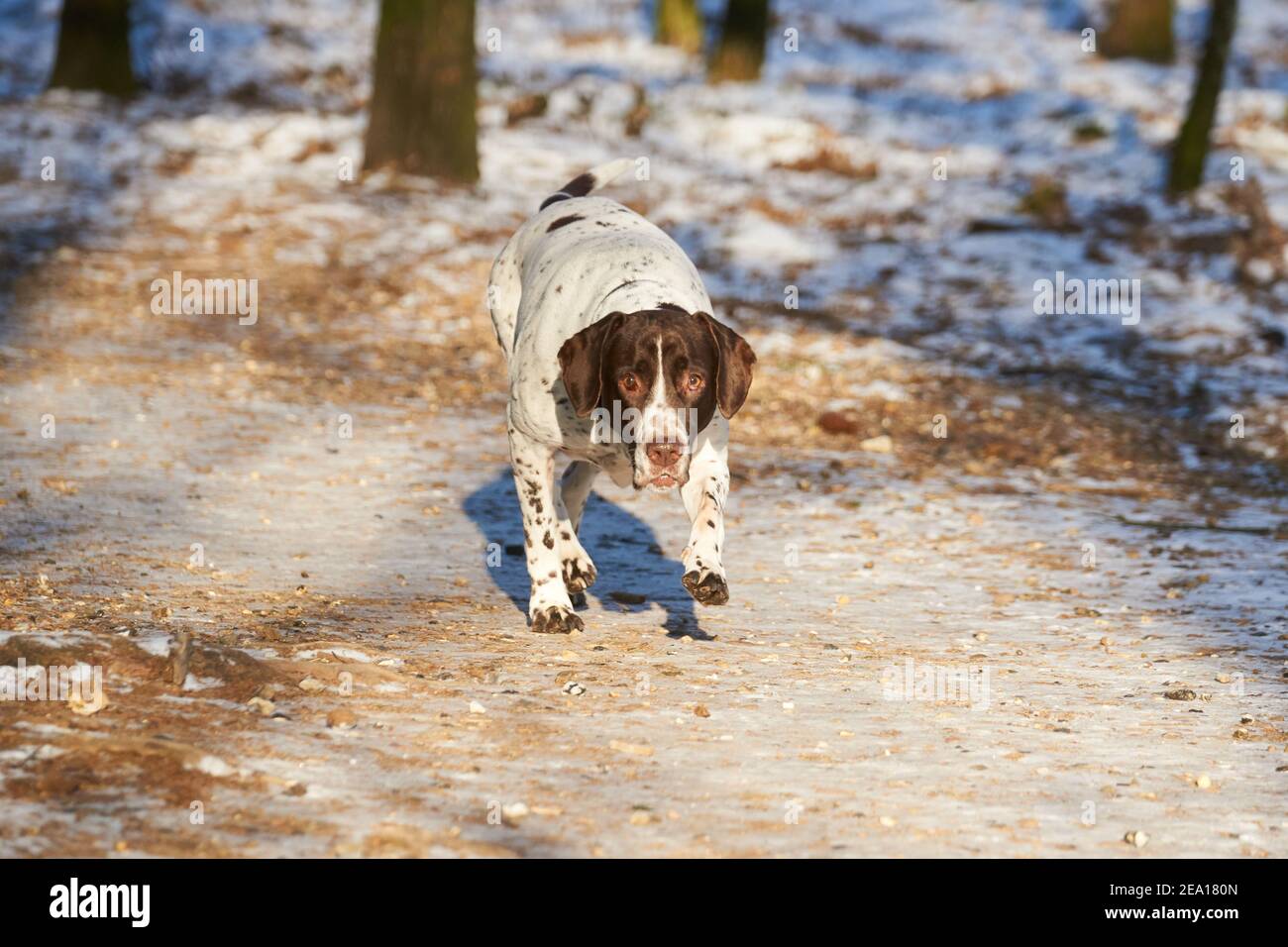 Old danish pointer hi-res stock photography and images - Alamy