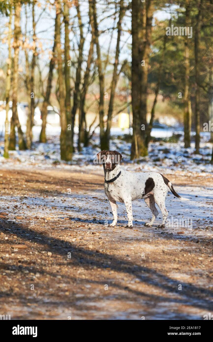 Portrait of Old Danish Pointer dog standing on path in forest in winter ...