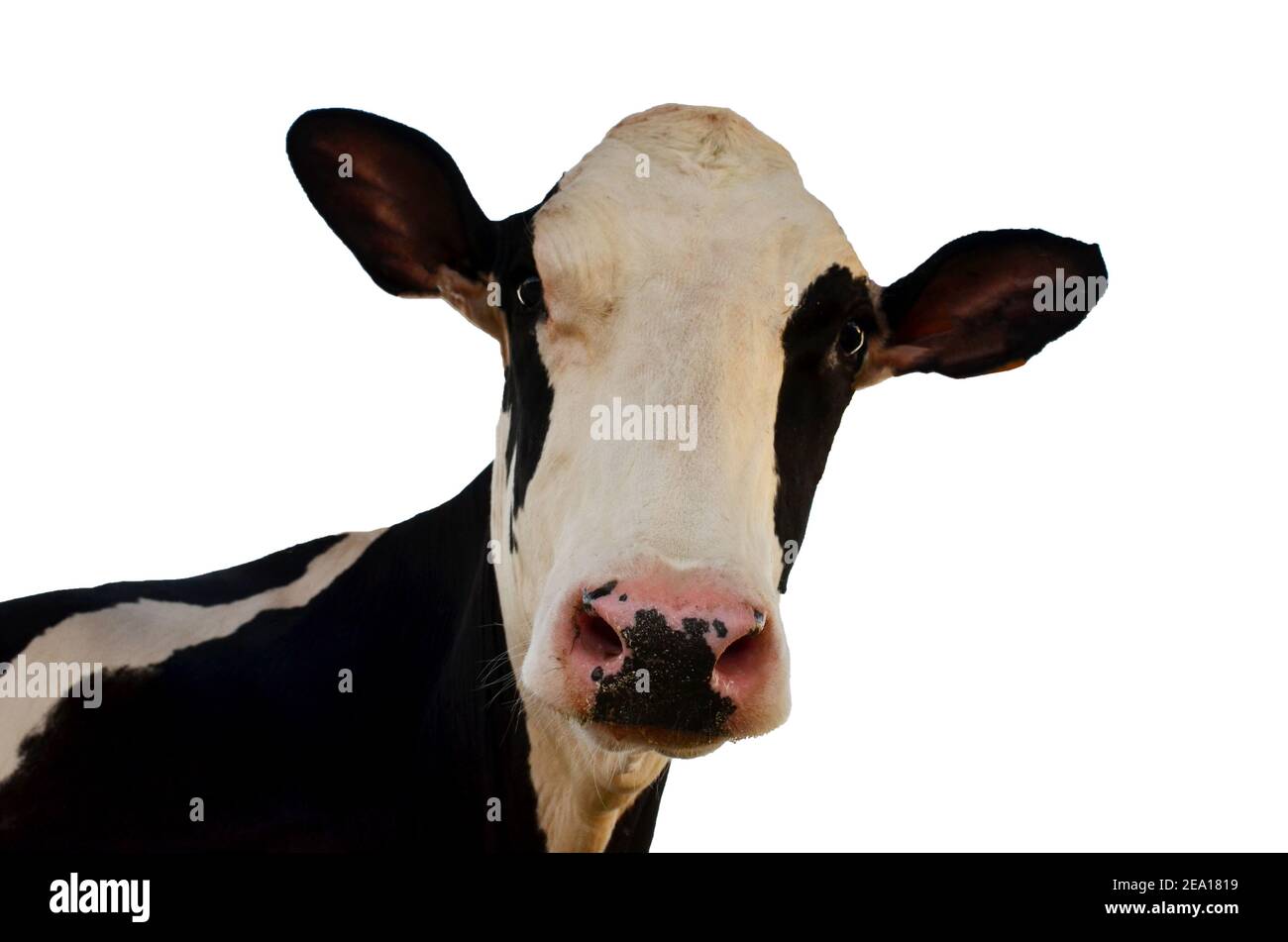 Cow isolated on white background Stock Photo - Alamy