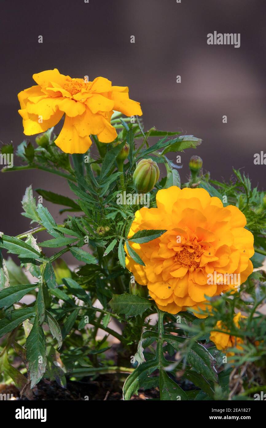 French marigold tagetes patula inflorescence hi-res stock photography ...