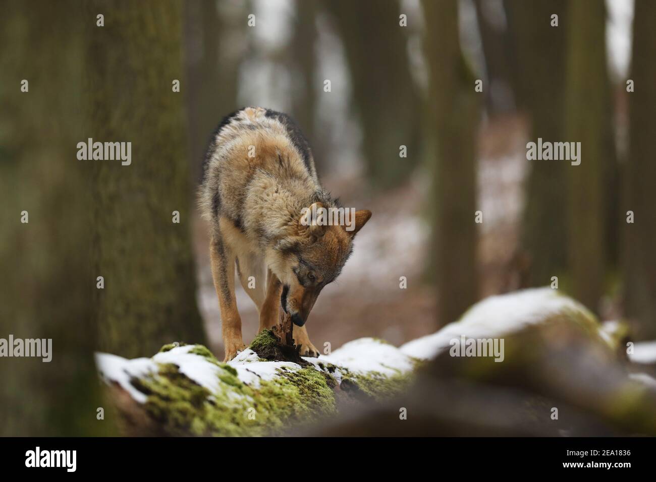 Gray wolf, Canis lupus in forest in winter day. Animal in nature ...