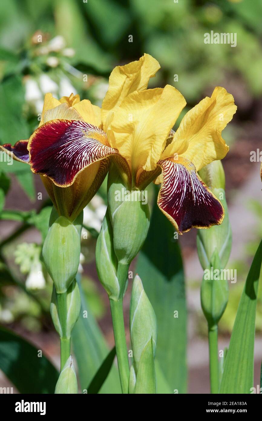 Bicolor bearded iris hi-res stock photography and images - Alamy