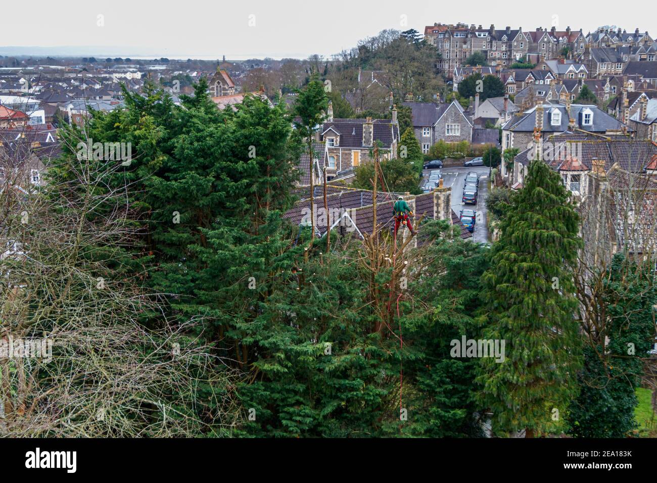 Cutting down tall tree hi-res stock photography and images - Alamy