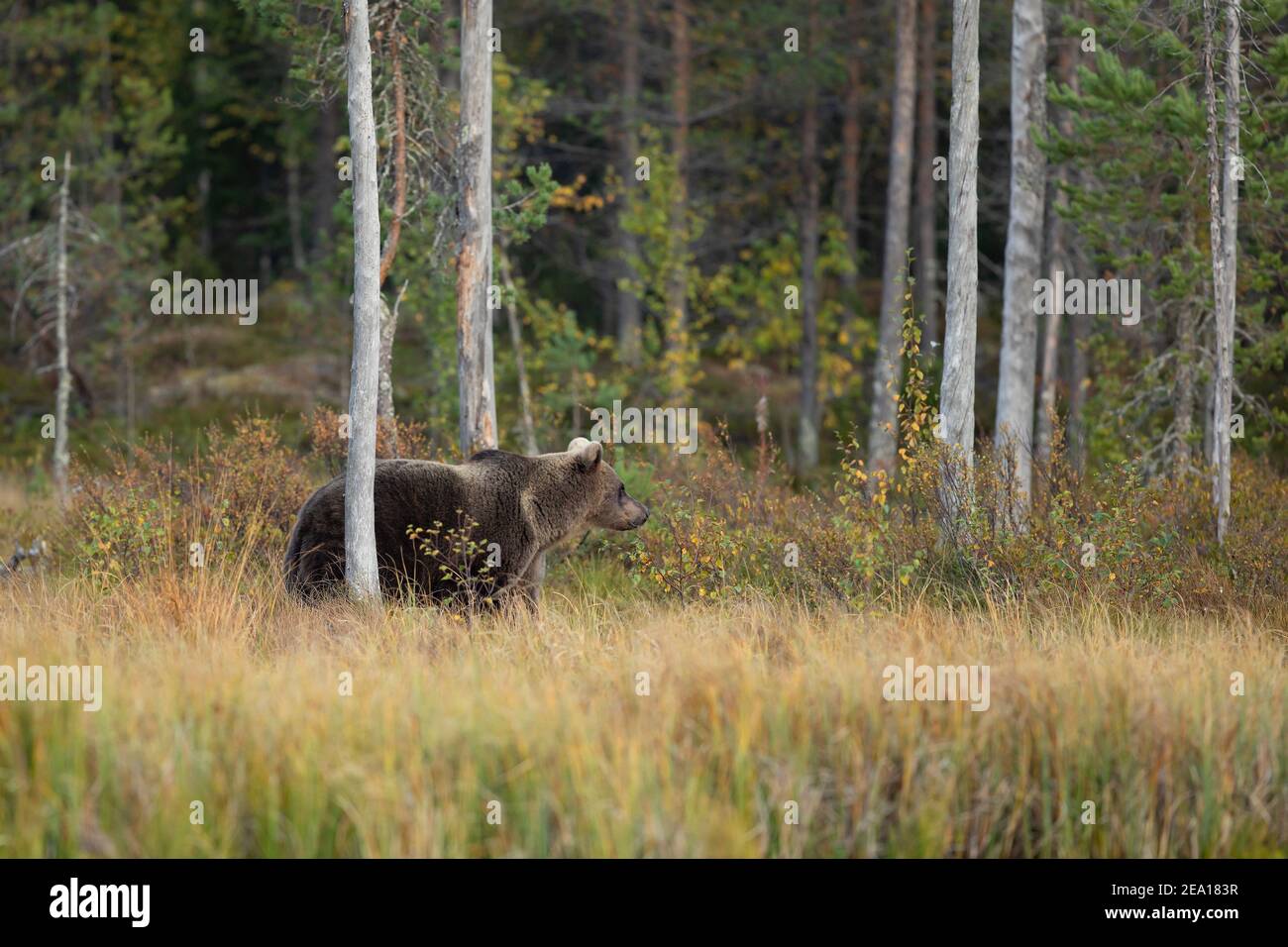 Brown bear in the nature habitat of Finland, finland wildlife, rare ...