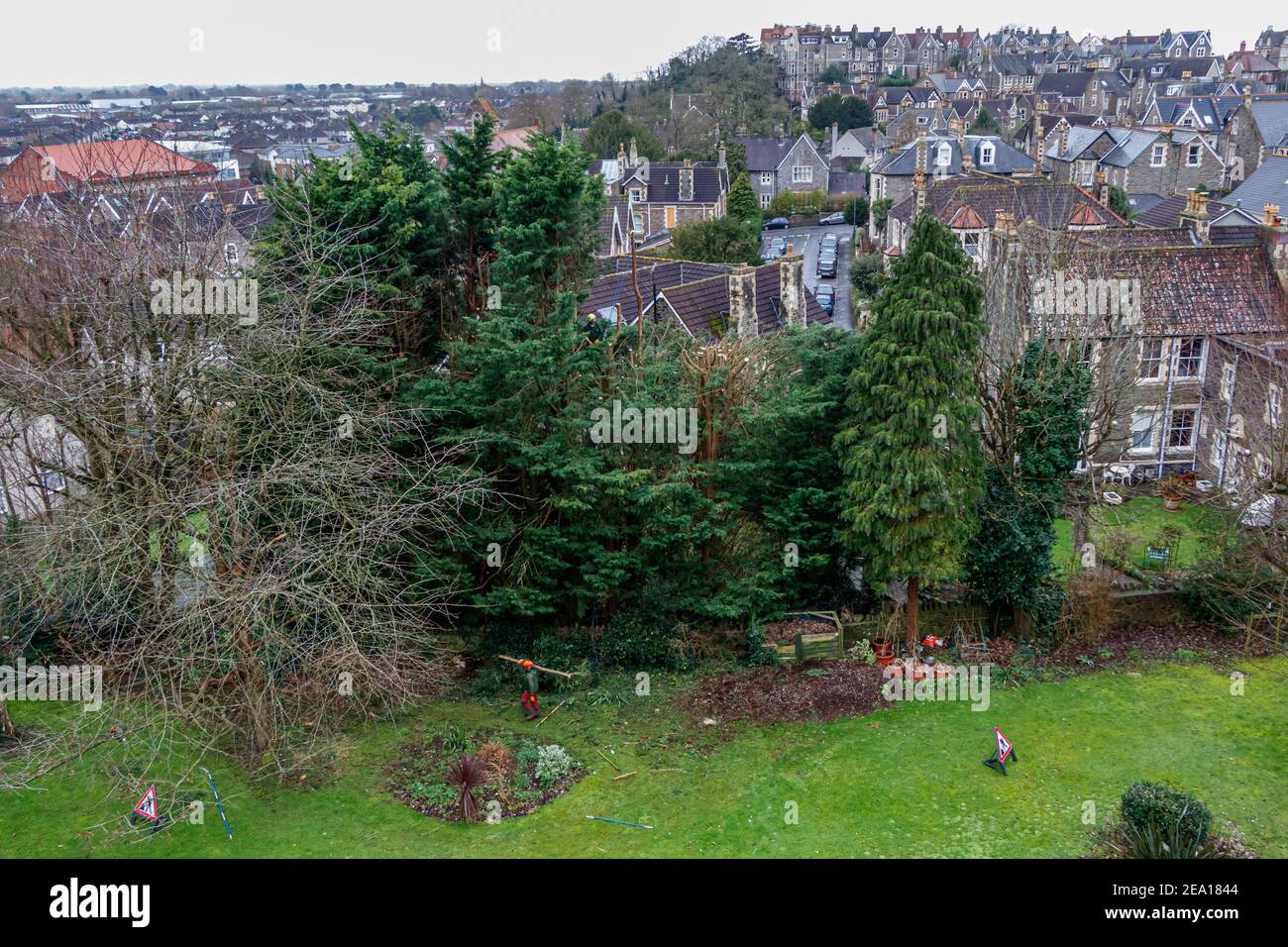 Cutting down tall tree hi-res stock photography and images - Alamy