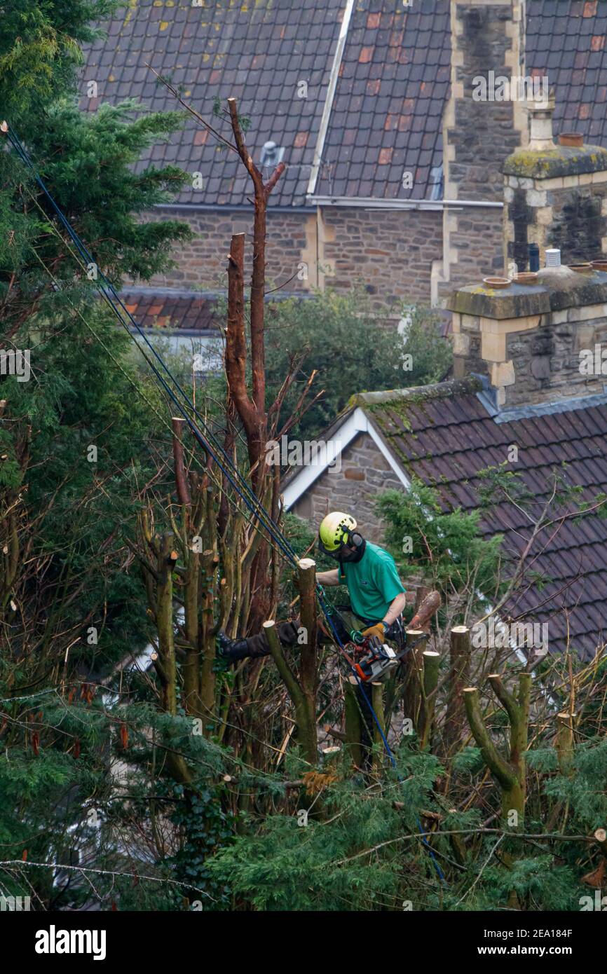 Cutting down tall tree hi-res stock photography and images - Alamy
