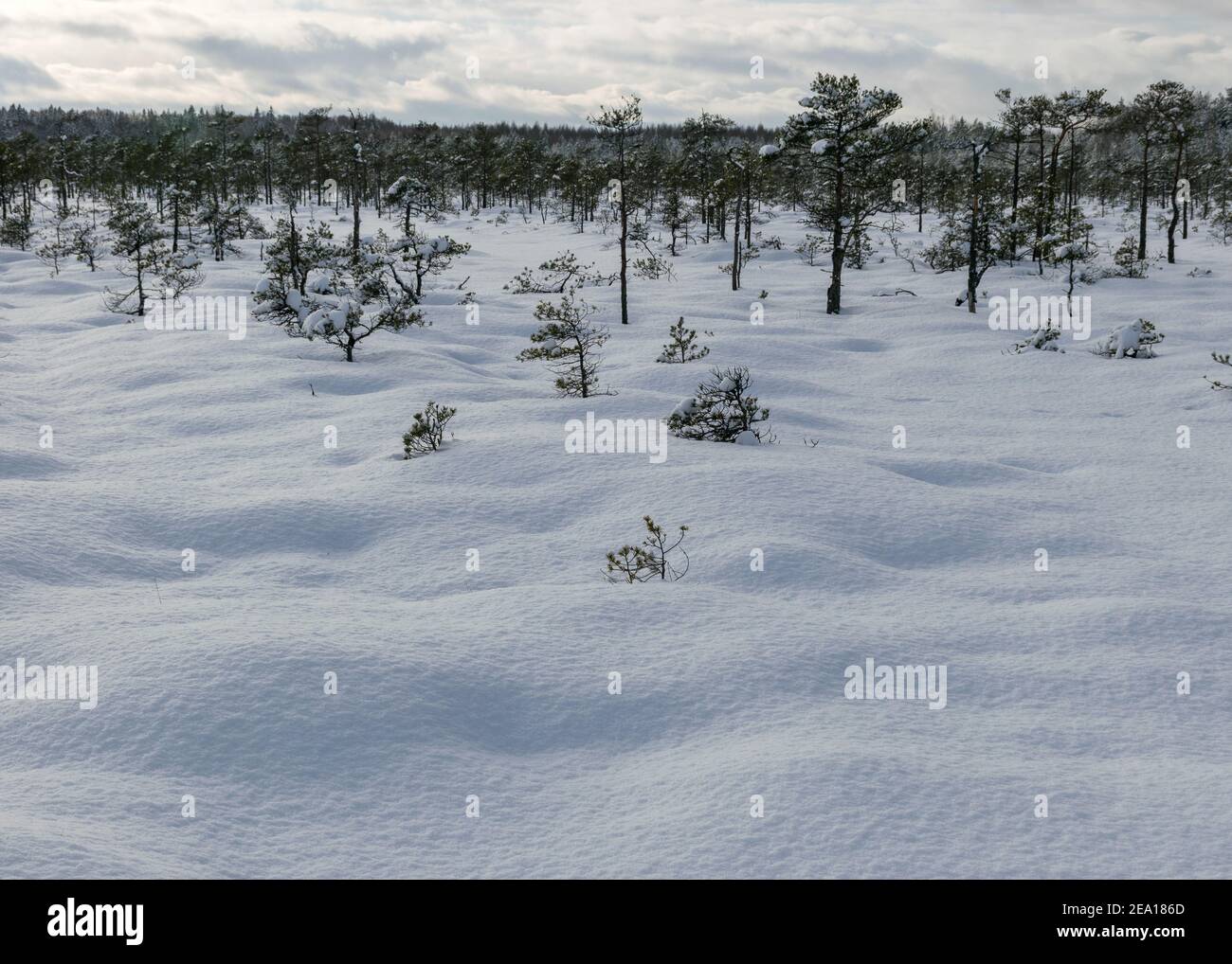 Snowy bog forest after a blizzard, amazing winter wonderland, cold ...