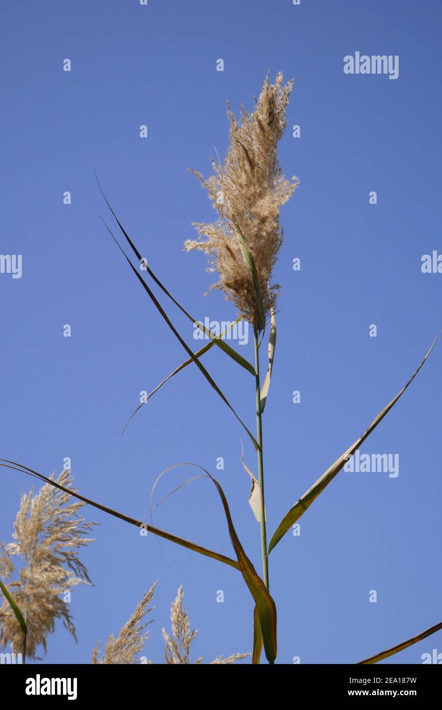 Reeds in a reed bed supplied by spring water, Karzakan, Kingdom of ...