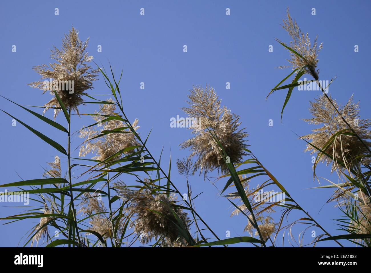 Reeds in a reed bed supplied by spring water, Karzakan, Kingdom of ...
