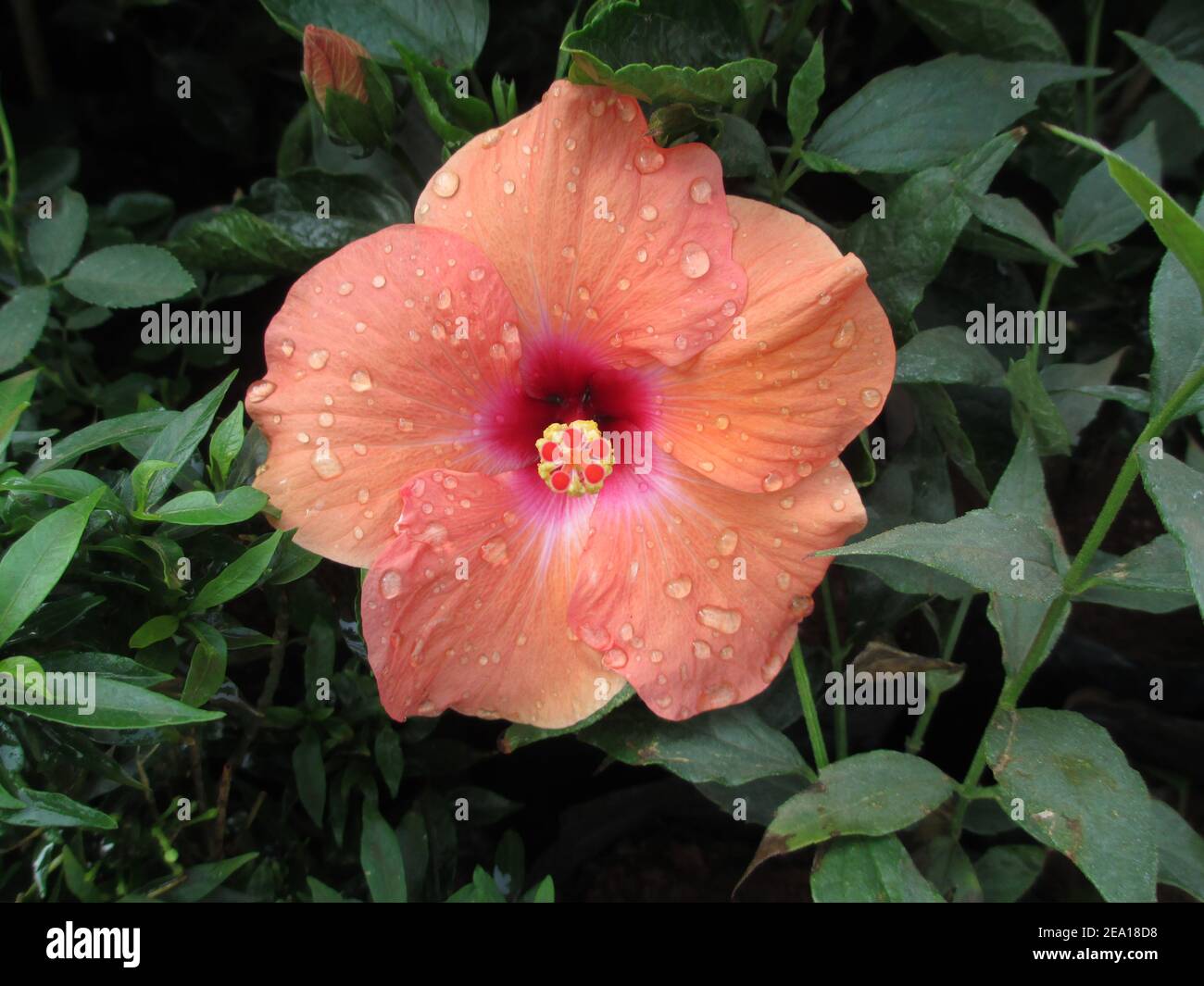 colorful hibiscus flowers and plants for multipurpose use Stock Photo ...