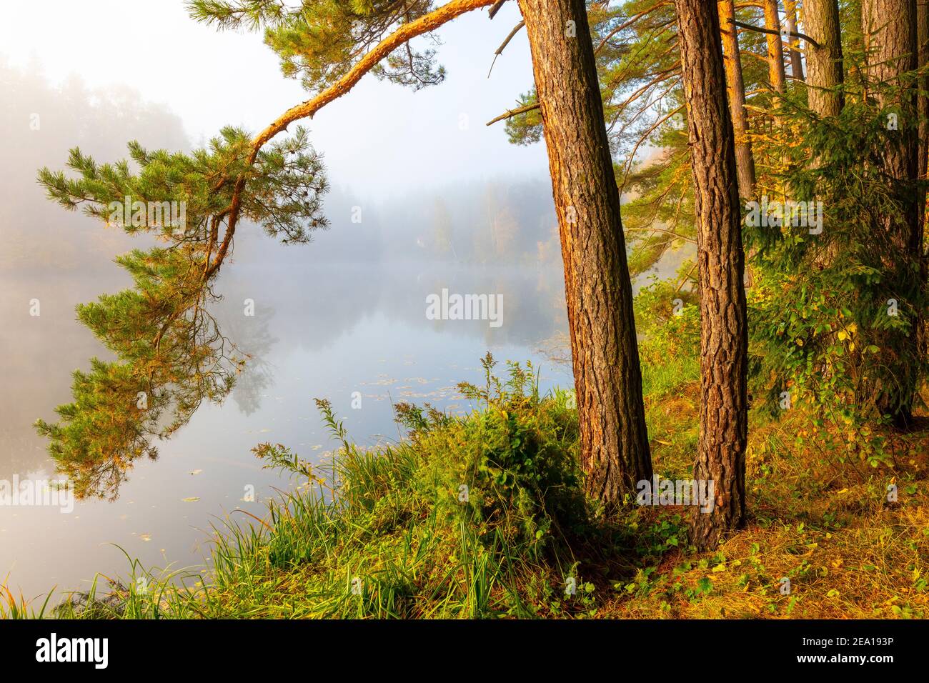Full autumn colors hi-res stock photography and images - Alamy