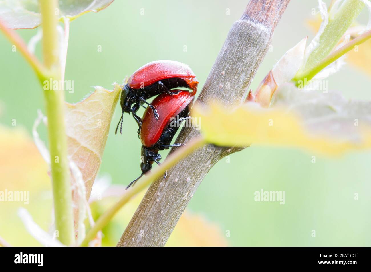 Red bugs hi-res stock photography and images - Alamy