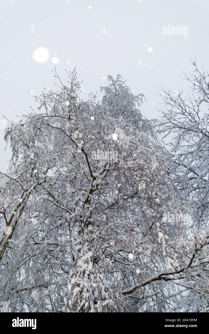 View into a snowy treetop while it is snowing. A January scene Stock ...