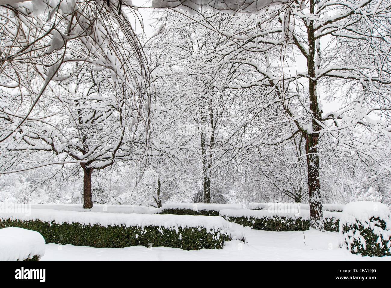 Frost covered hedges hi-res stock photography and images - Alamy