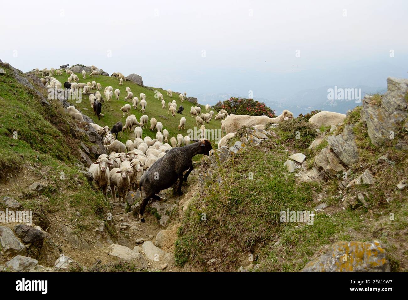 Mountain range near Triund Hill. Herd of sheep grazing in the mountains ...