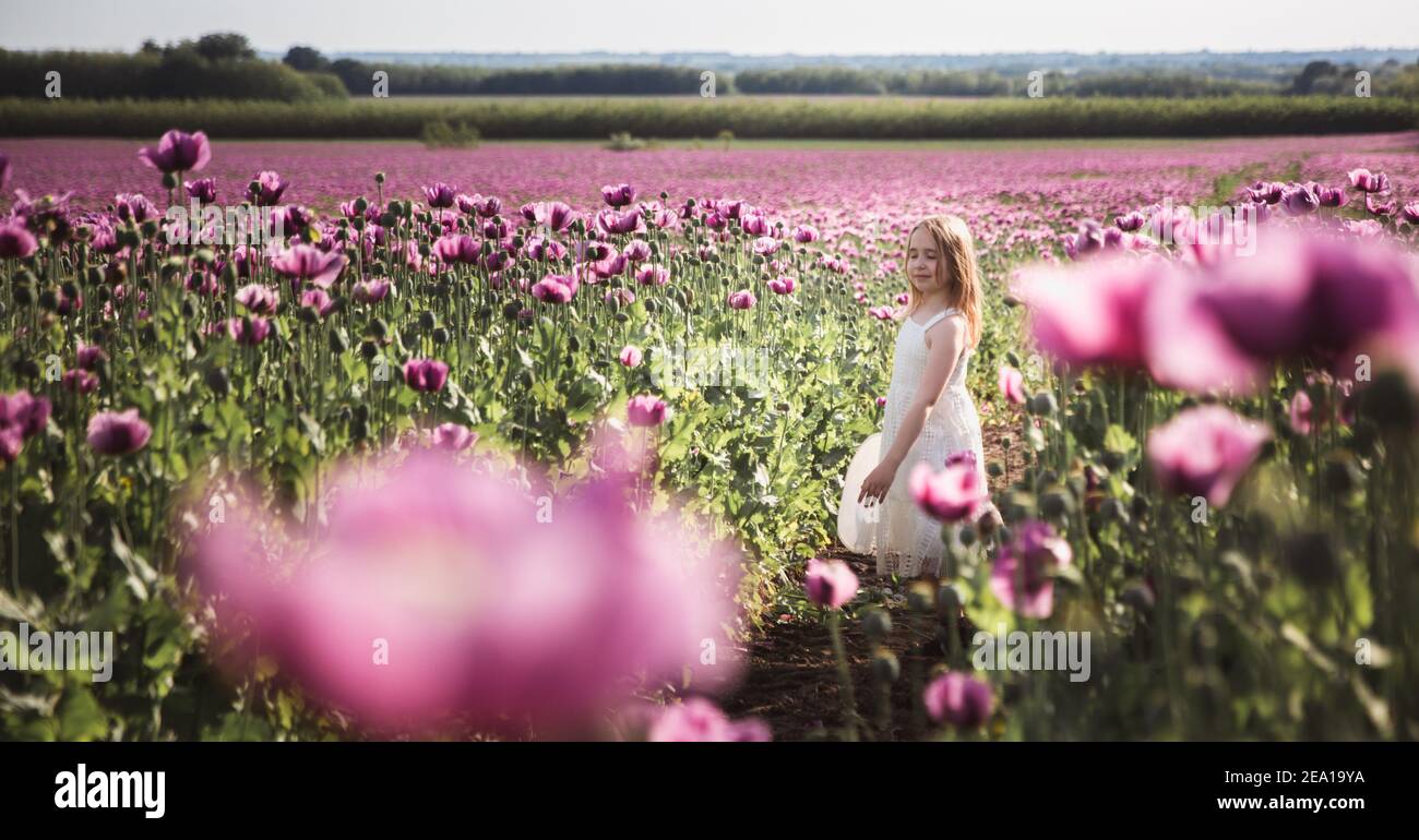 Adorable little girl with long hair in white dress lonely walking in the Lilac Poppy Flowers ...