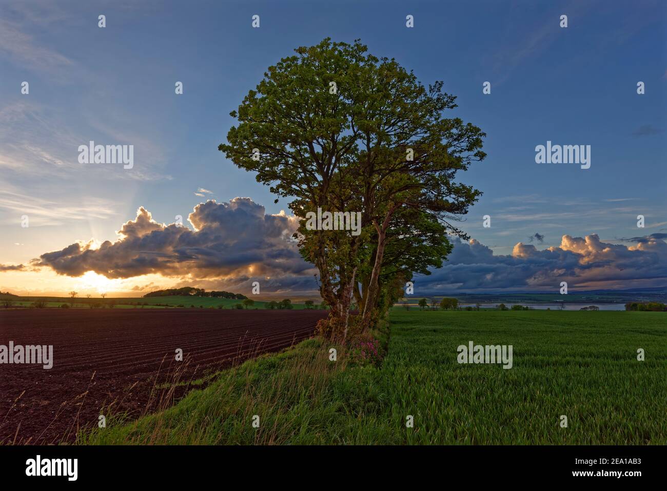 A line of mature trees within a hedgerow dividing two fields of crops ...