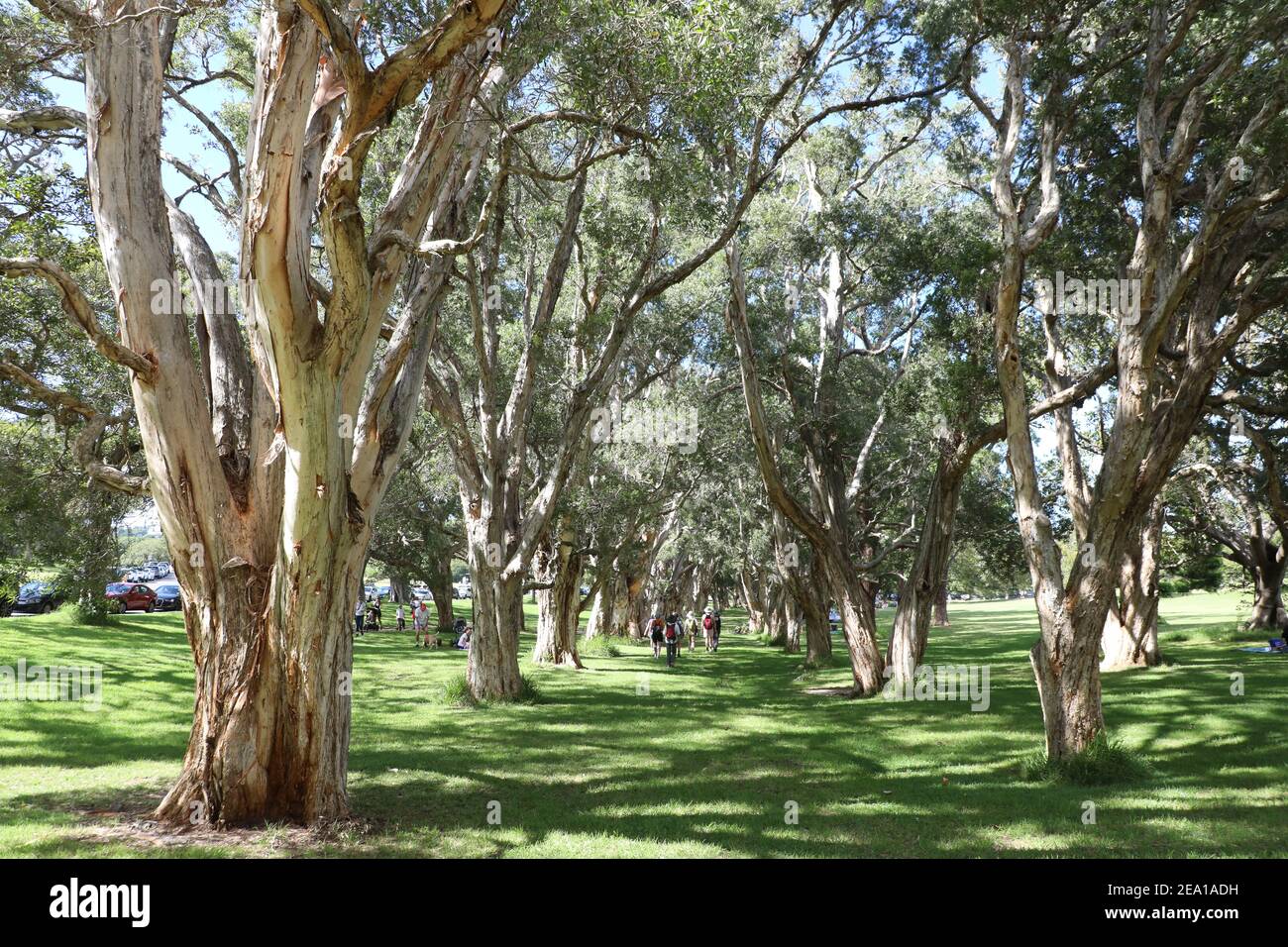 Melaleuca quinquenervia, commonly known as the broad-leaved paperbark, paper bark tea tree, punk ...