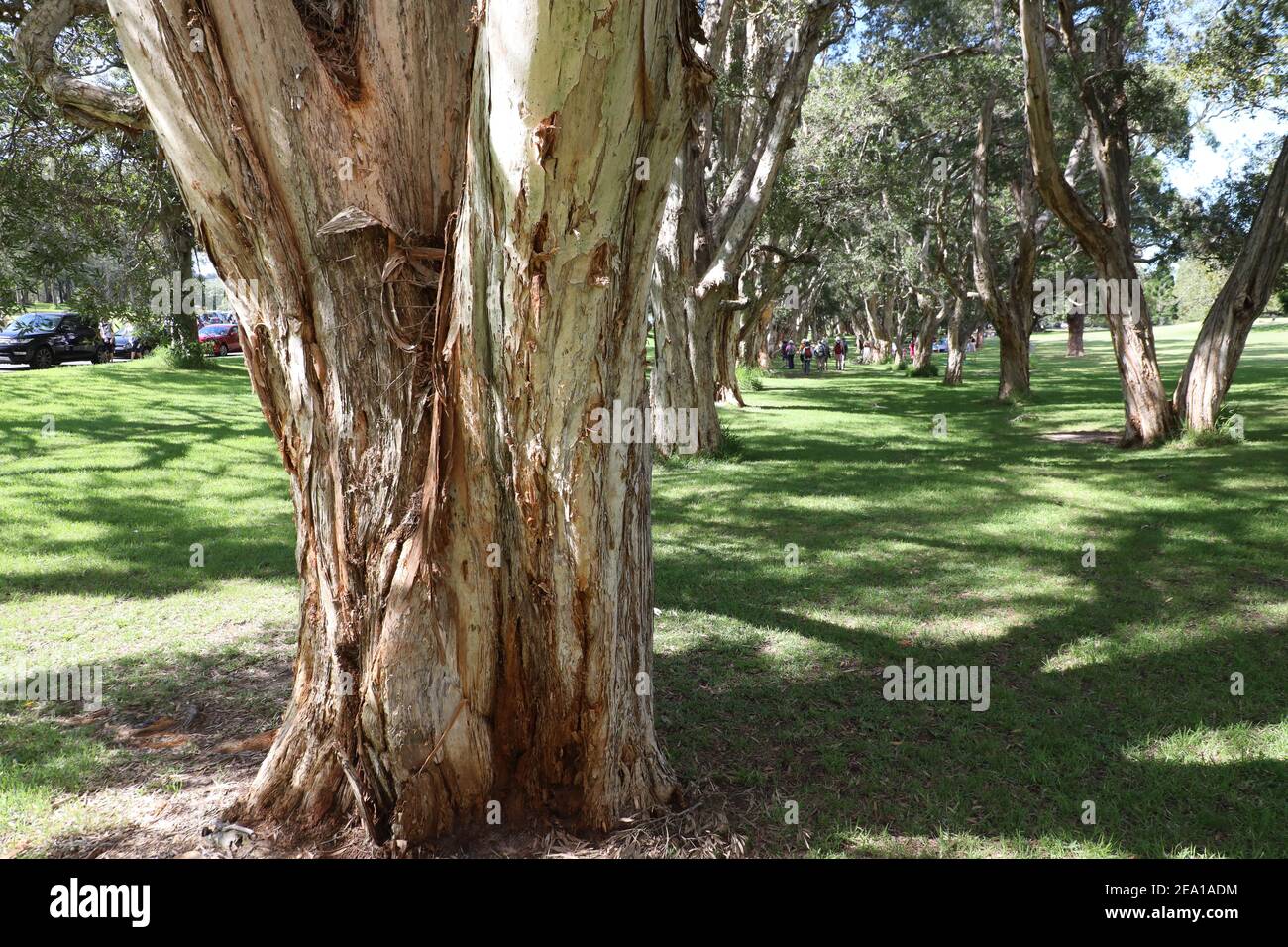 Melaleuca Quinquenervia