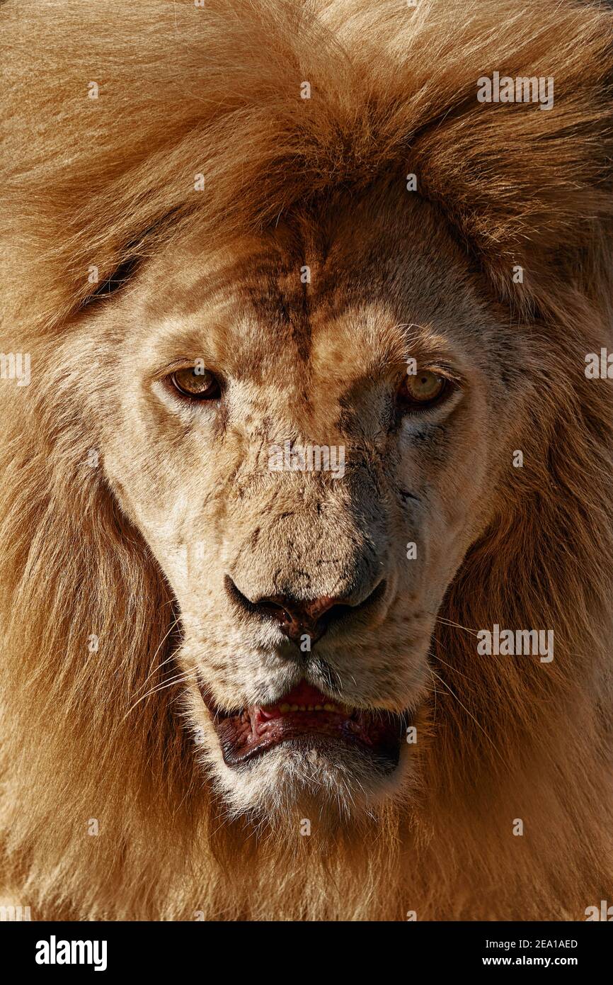 Portrait of a Beautiful lion Stock Photo - Alamy