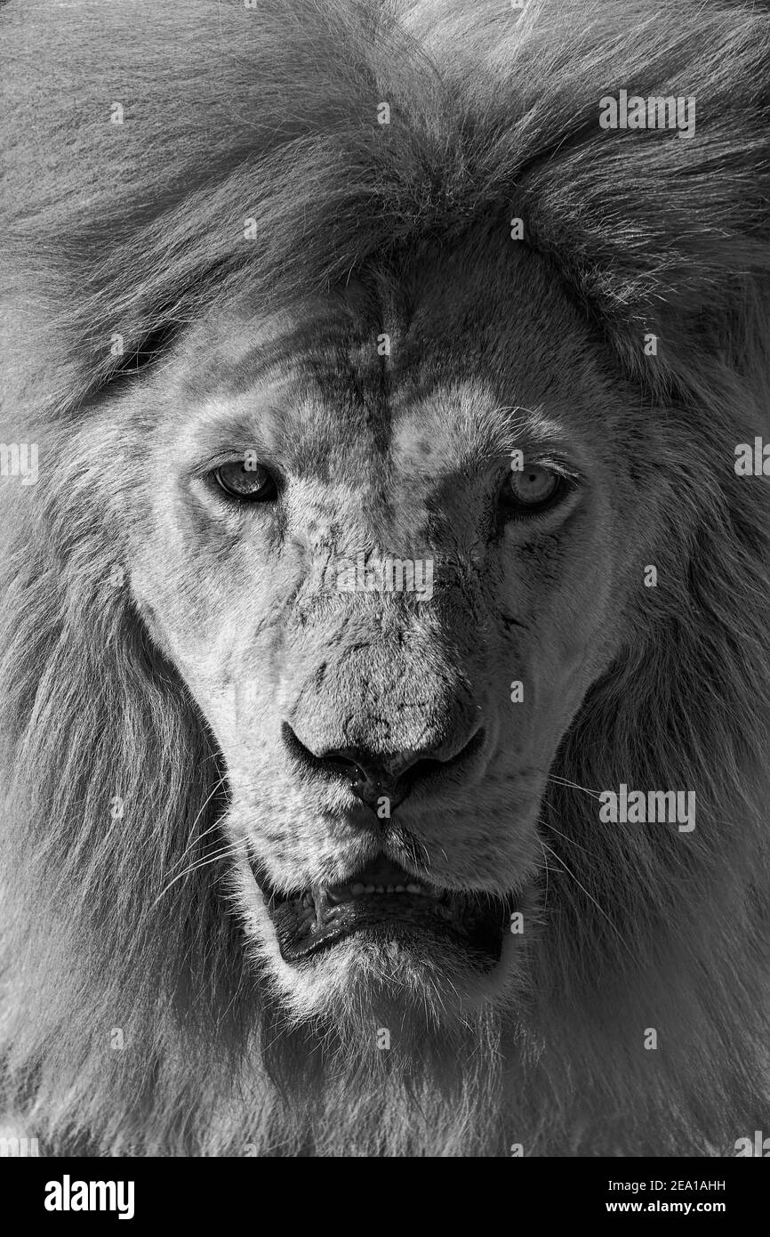 Portrait of a Beautiful lion Stock Photo - Alamy