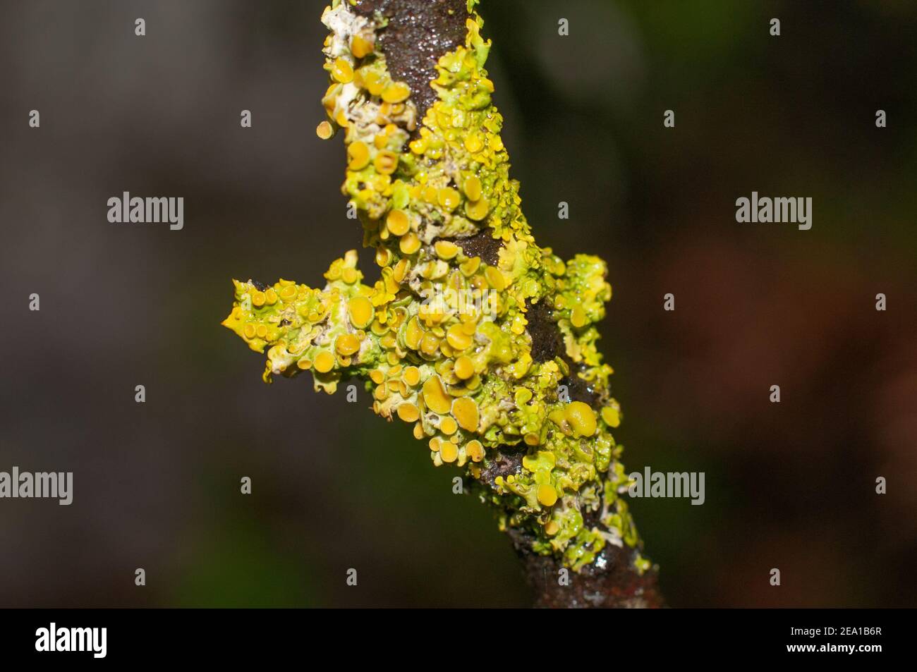 foliose lichen growing at a twig, a composite organism of algae and fungi on a rainy day Stock ...