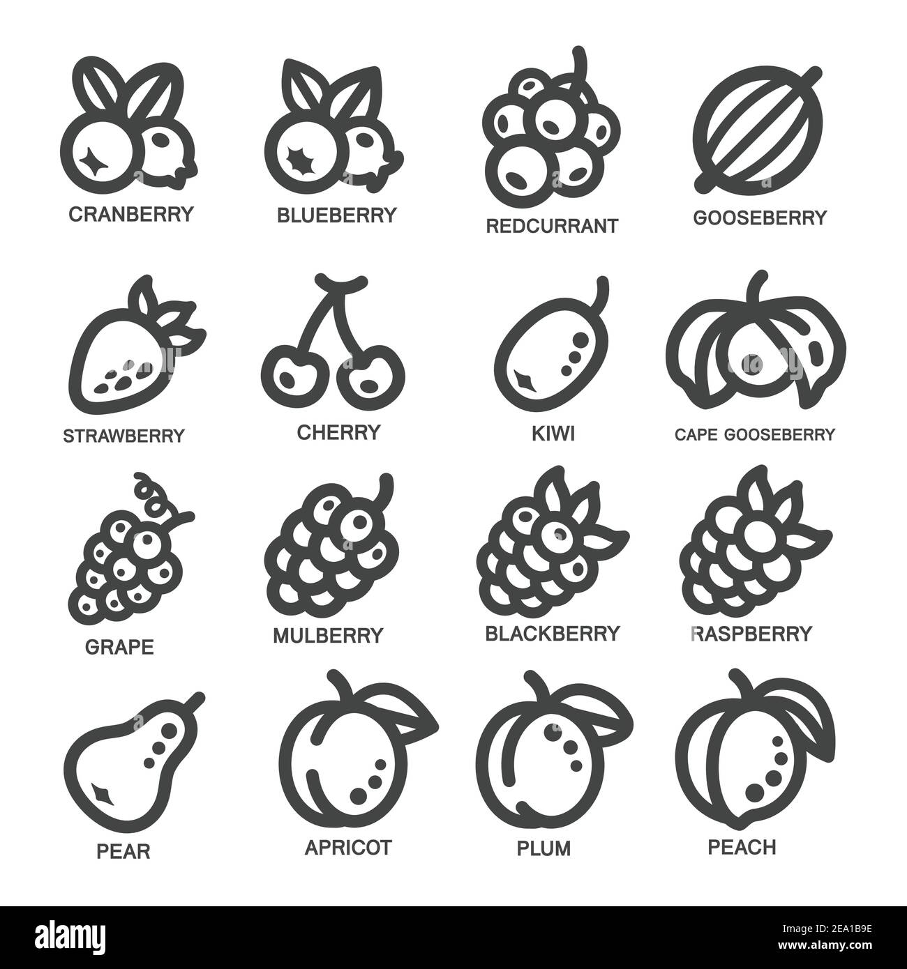 Kiwi line icon graphic Black and White Stock Photos & Images - Alamy