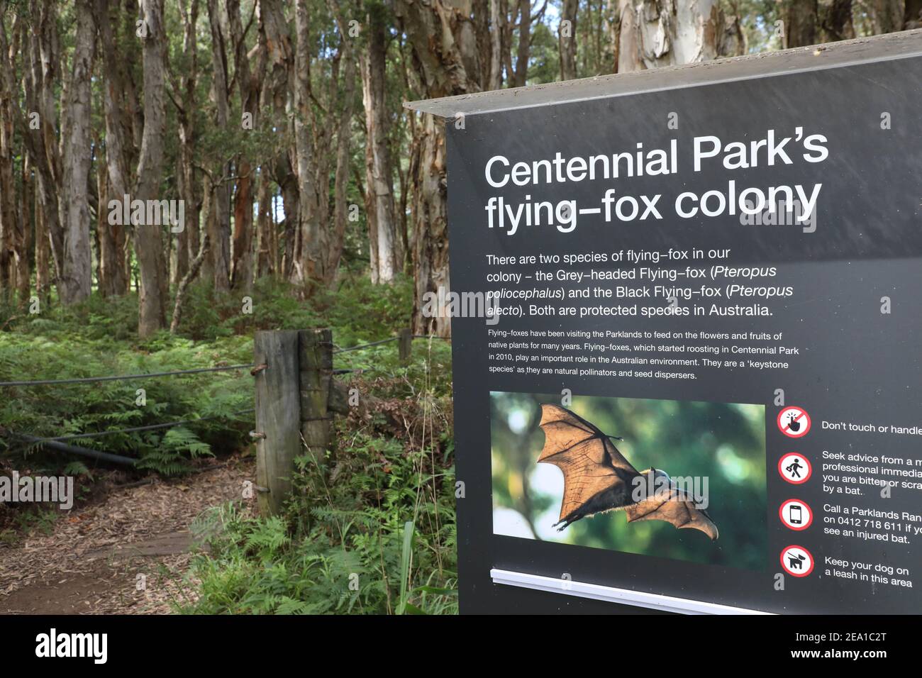 Flying-fox colony sign, Centennial Park, Sydney, NSW, Australia Stock ...
