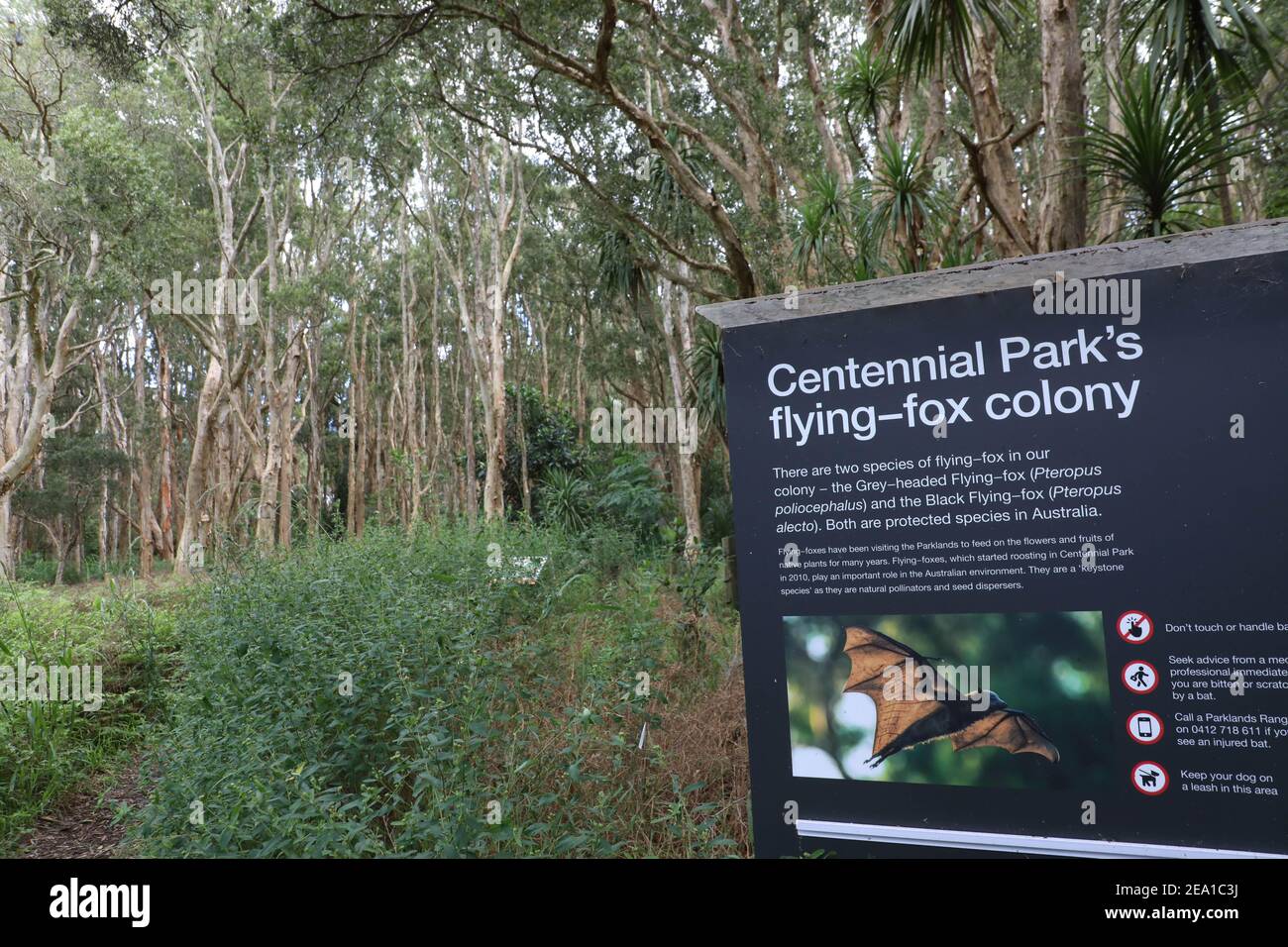 Flying-fox colony sign, Centennial Park, Sydney, NSW, Australia Stock ...