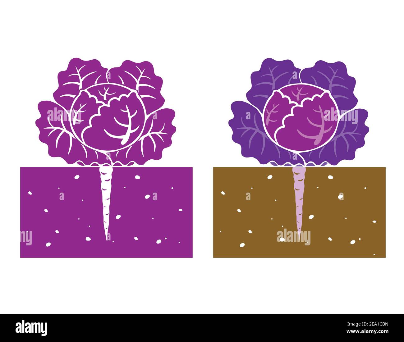 purple cabbage plant with leave and root Stock Vector Image & Art - Alamy